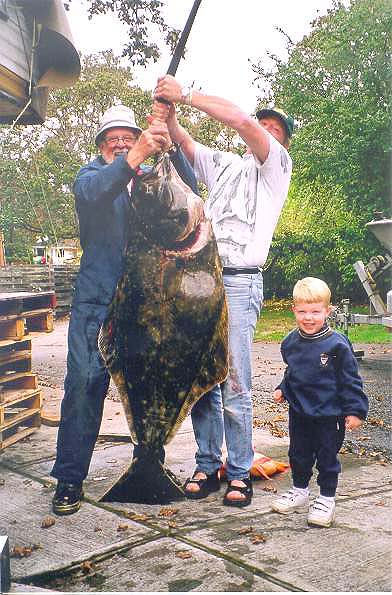 Halibut fishing big catches reported here.